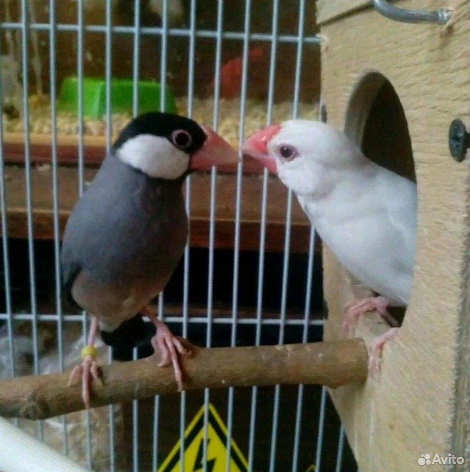 Амадины рисовые