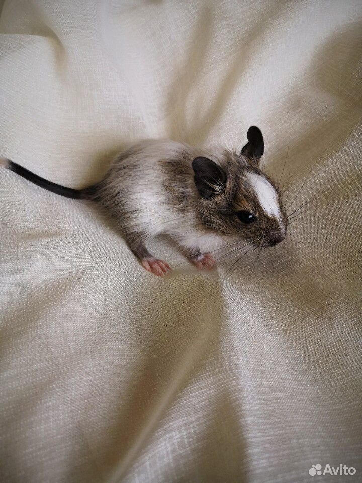 Дегу с родословными