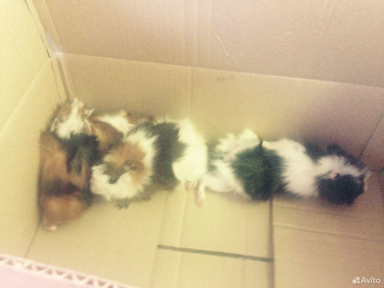 Морские свинки молодые