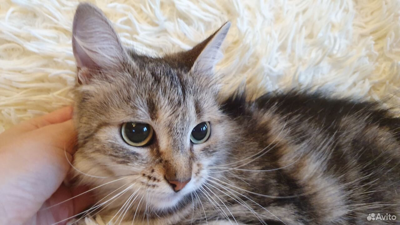 Крошка Лотти