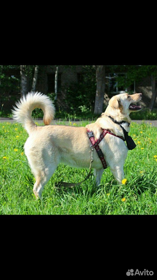 Собака Заколдованная Элли