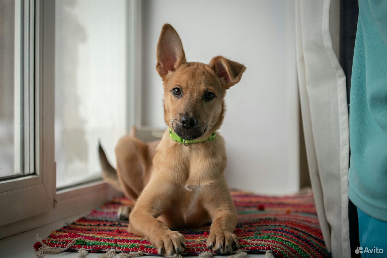 Щенок-девочка Пеппи