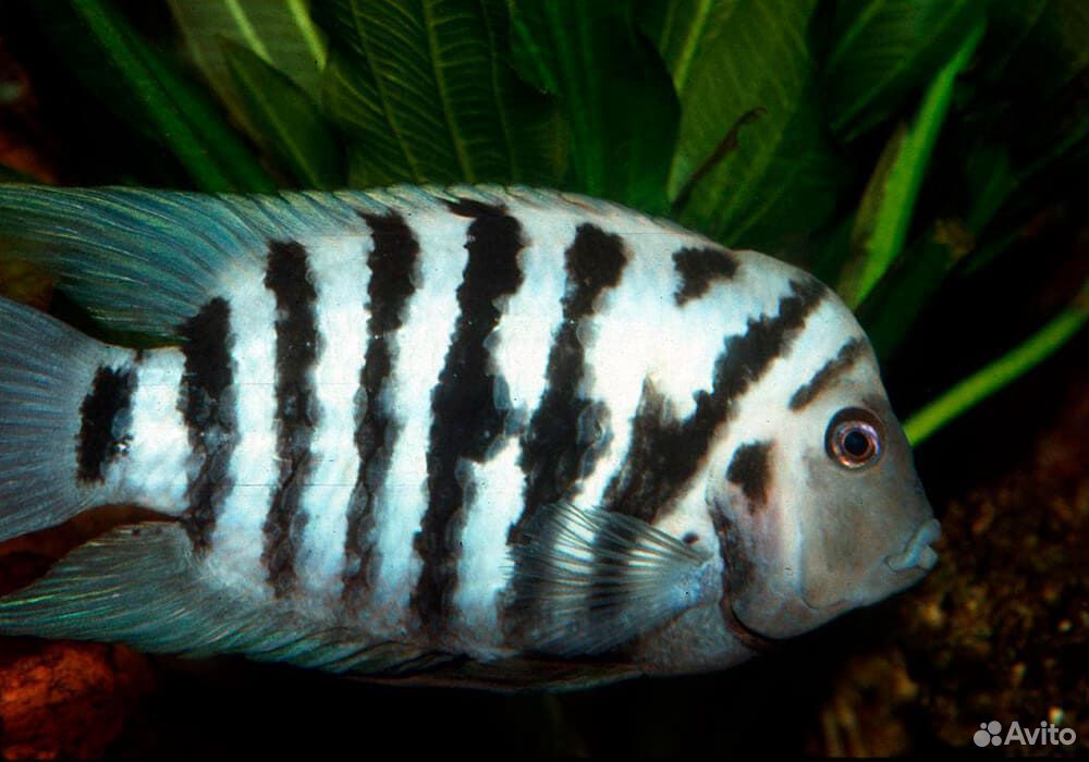 Рыбки Цихлиды - чернополосые,астронотусы,гурами