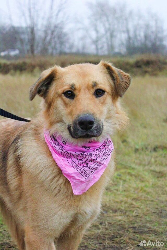 Собака - обаяка