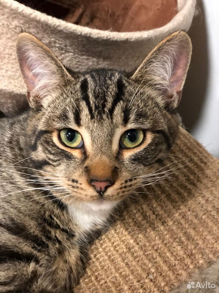 Полосатый котенок