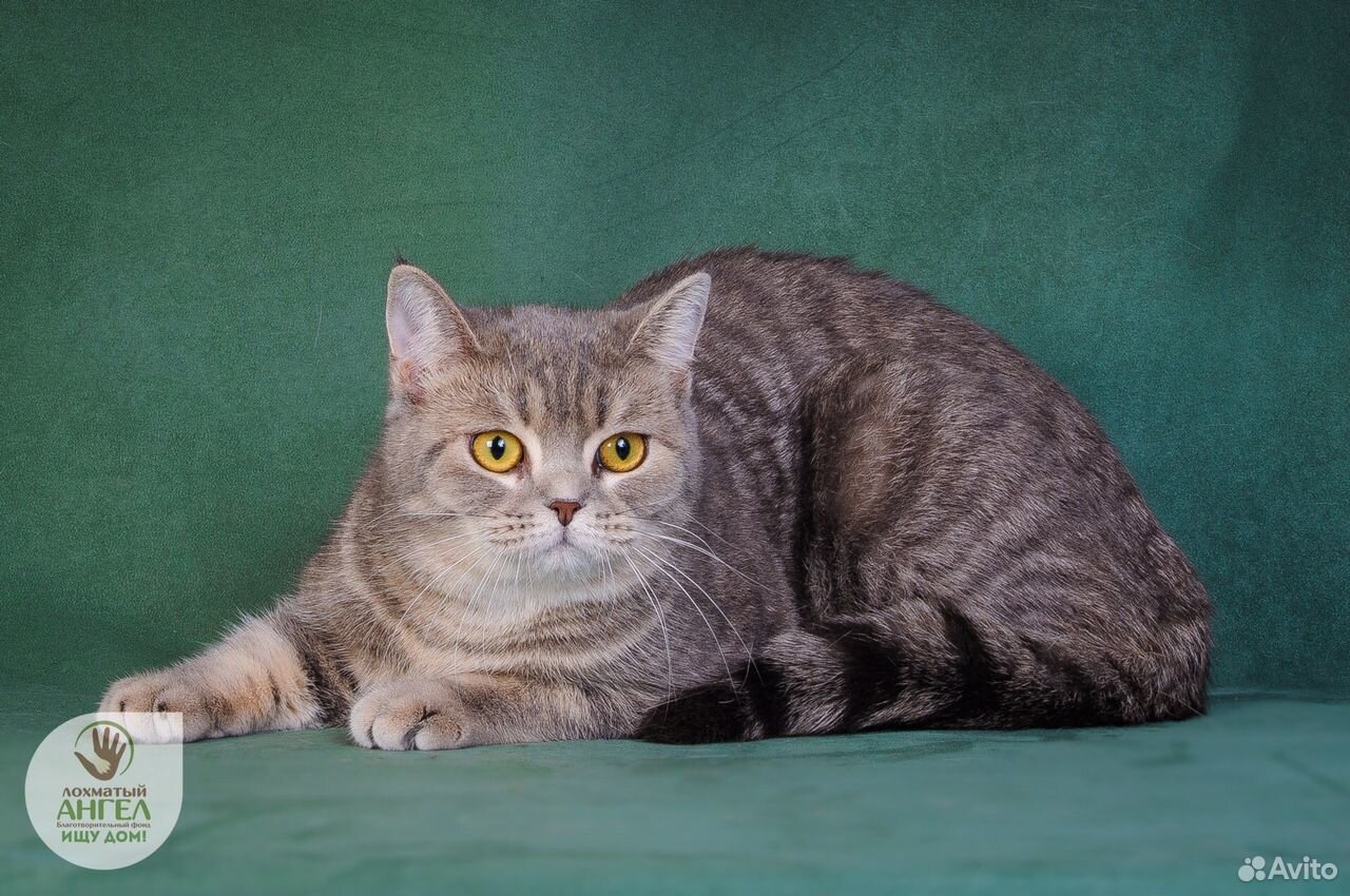 Кошка Барби в добрые руки. Кошка в дар