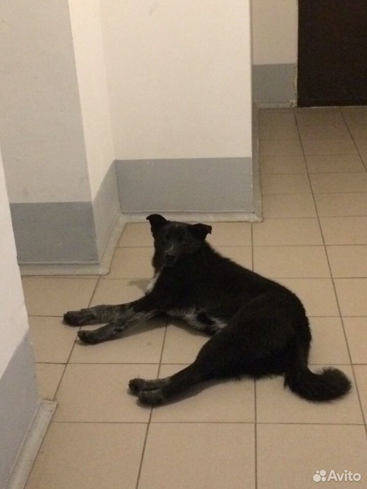 Ищу старых или новых хозяев собачке