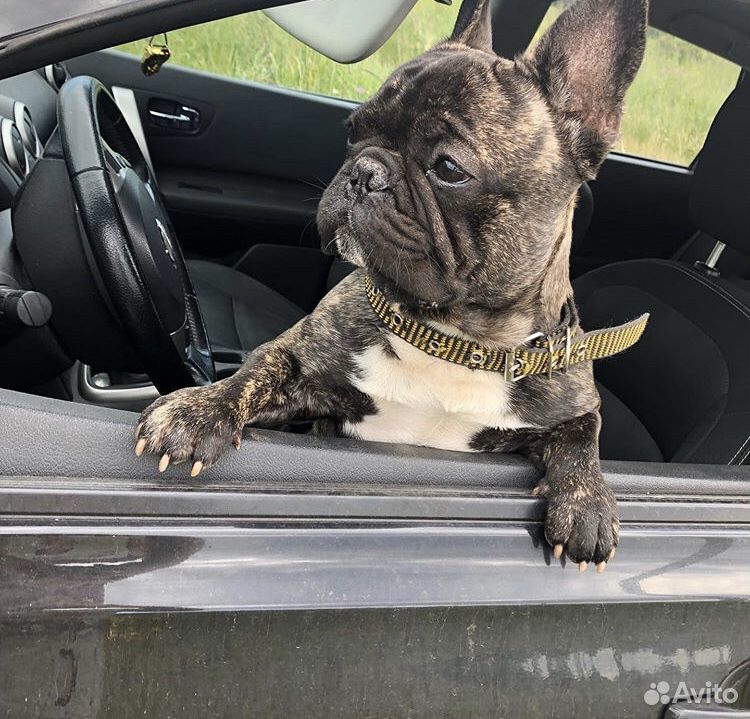 Ищем девочку для вязки