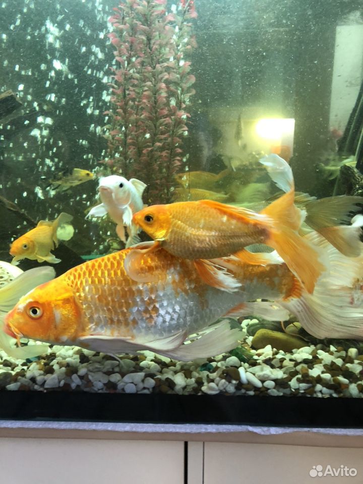 Мальки карпов кои