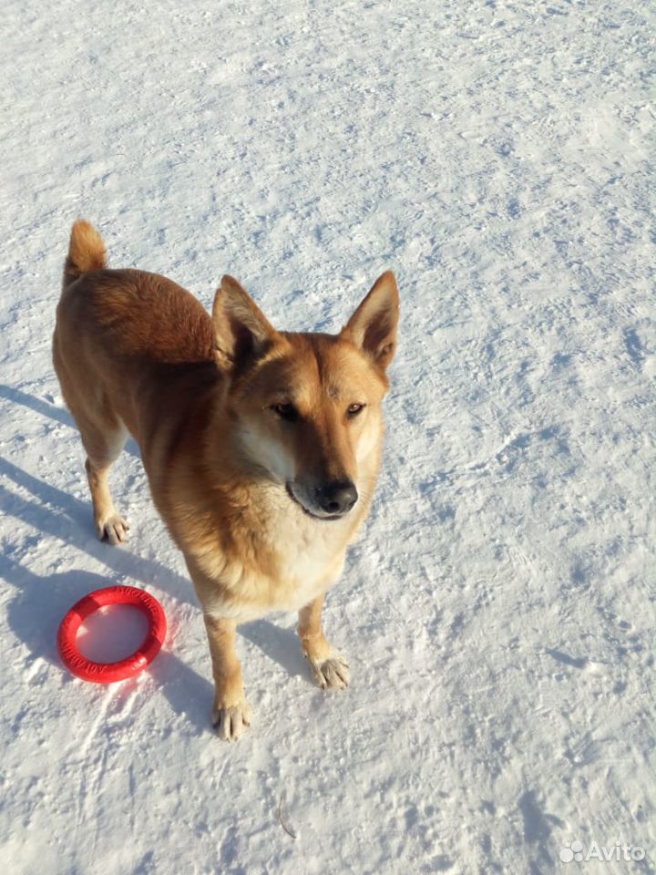 Метис лайки Буря