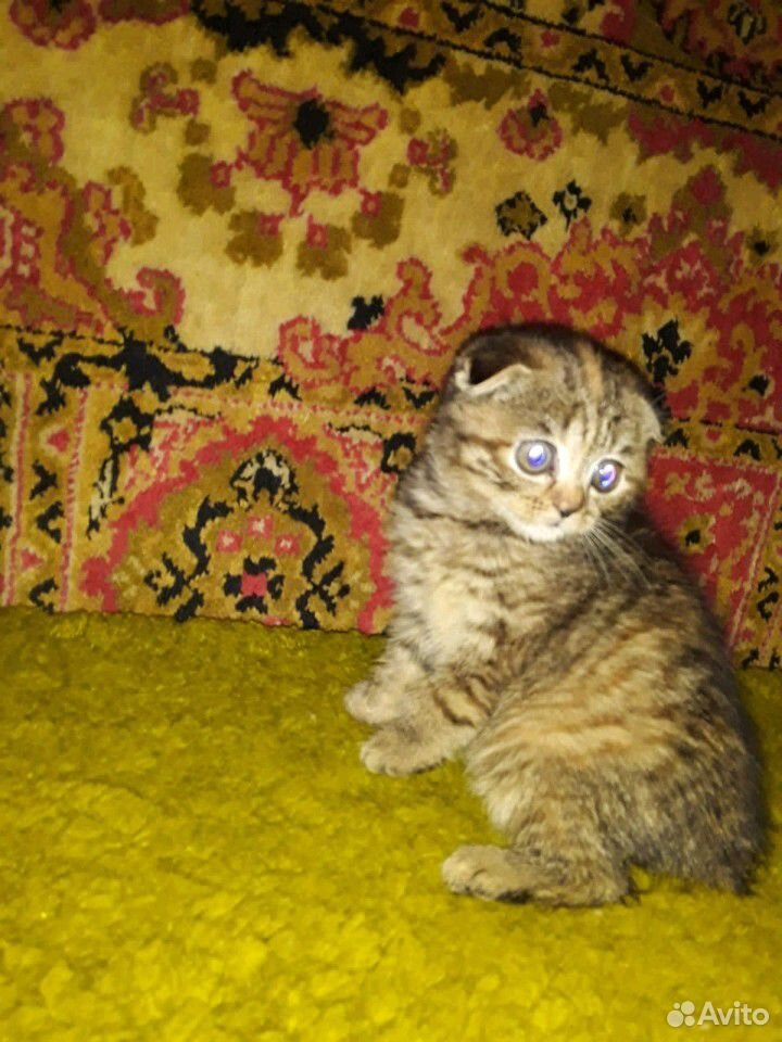 Вислоухая теплый вискас