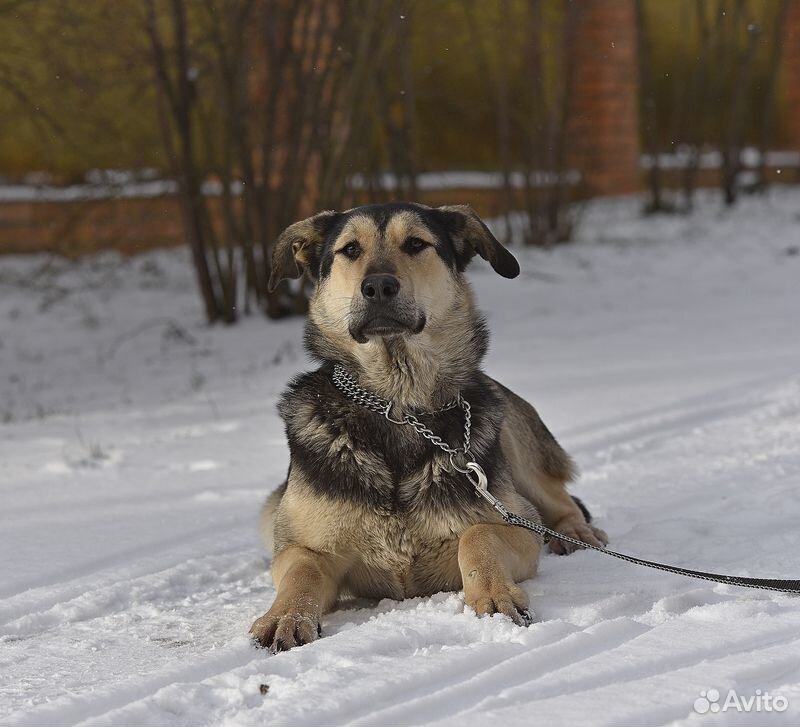 Берта. Щенок около 1 года в дар