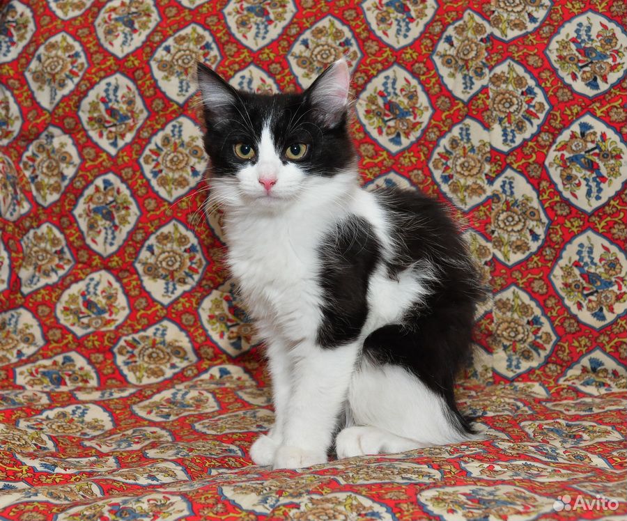 Очаровашки - котята