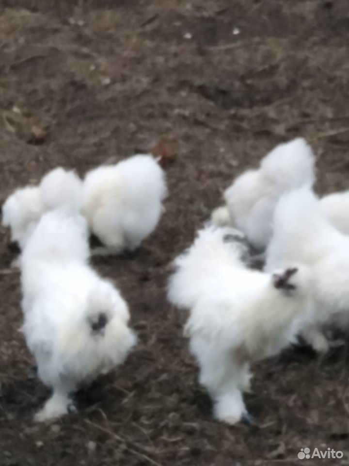 Китайские шелковые куры