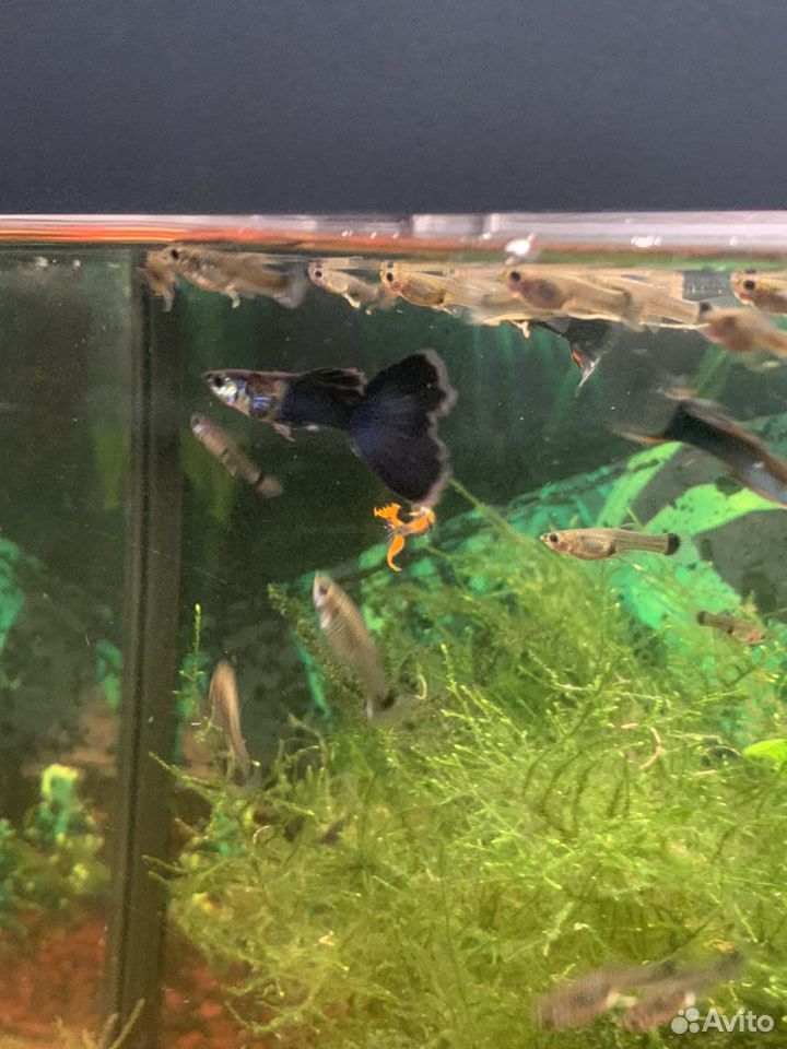 Рыбки гуппи, продажа/обмен
