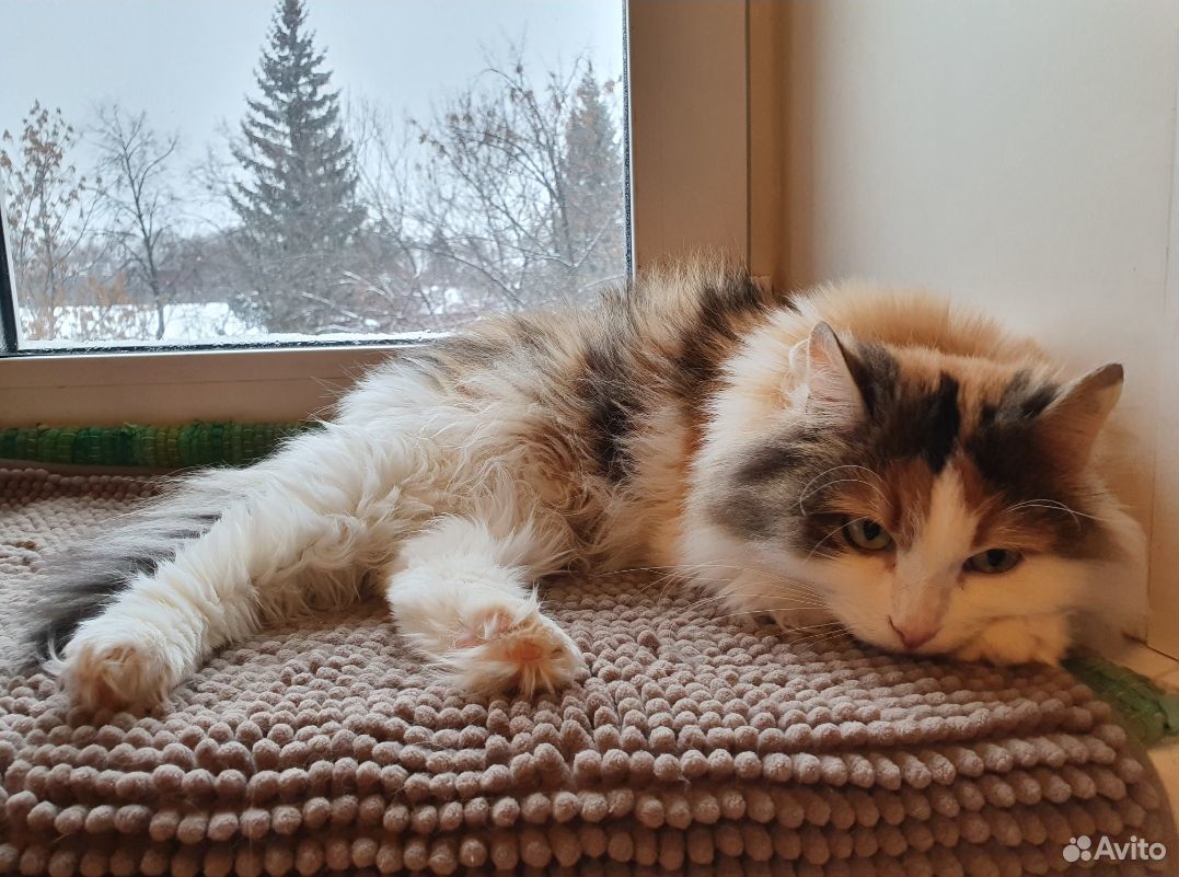 Кошка ищет дом