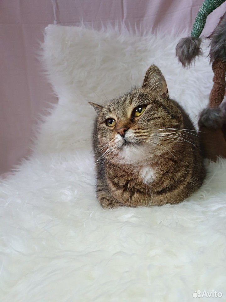 Кошка ищет дом