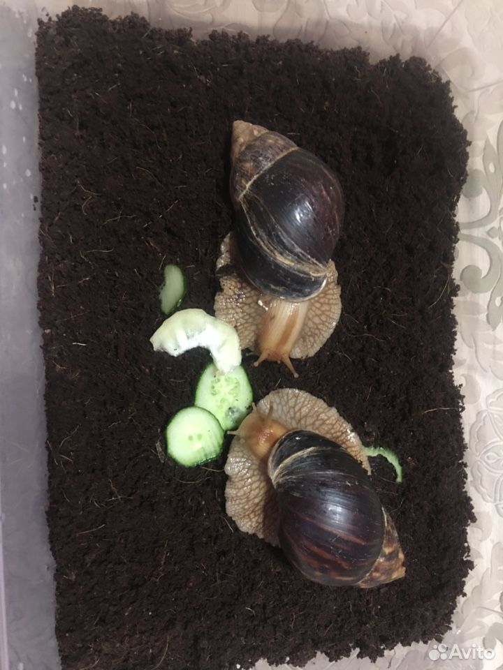 Улитки ахатины