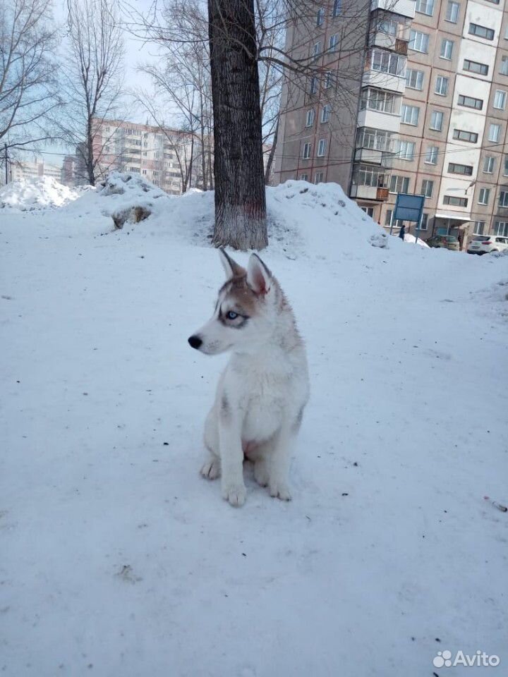 Собака