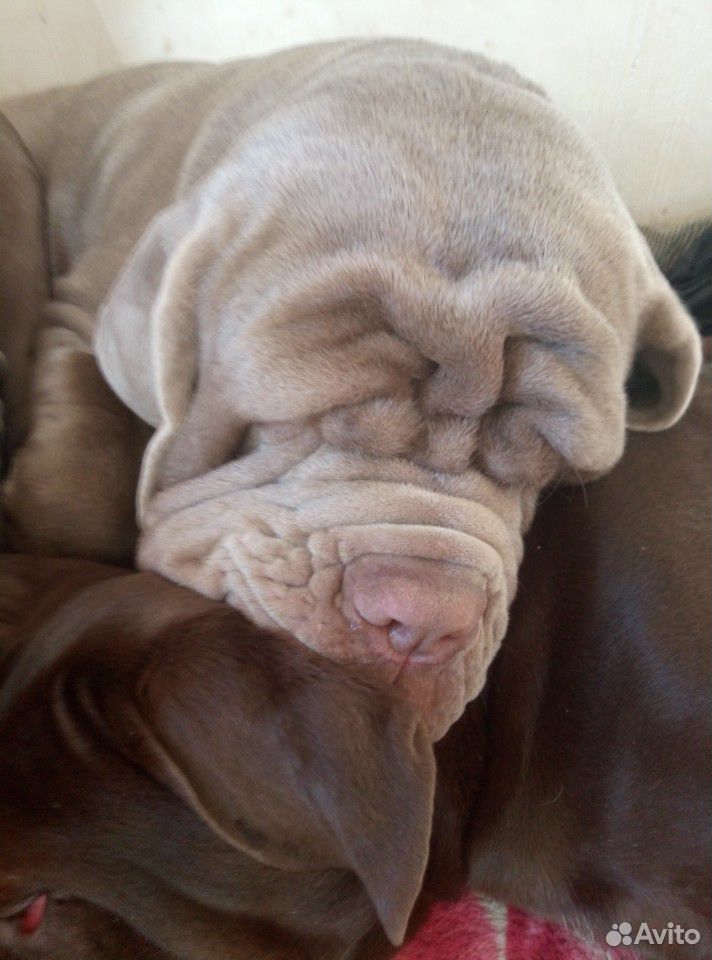 Мастино кобель РКФ