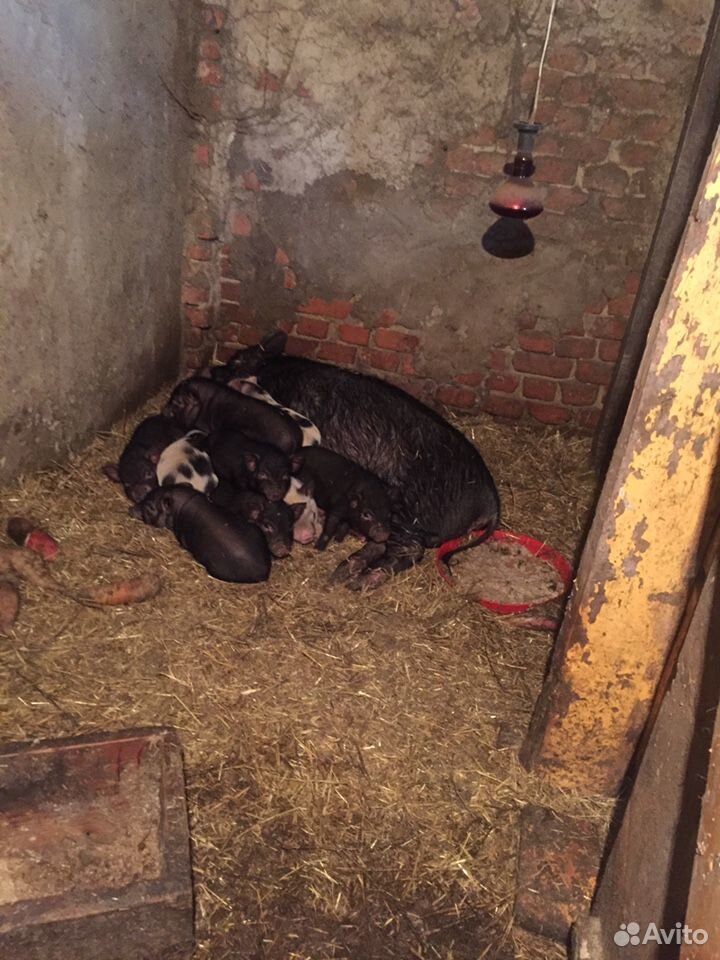 Вьетнамские поросята