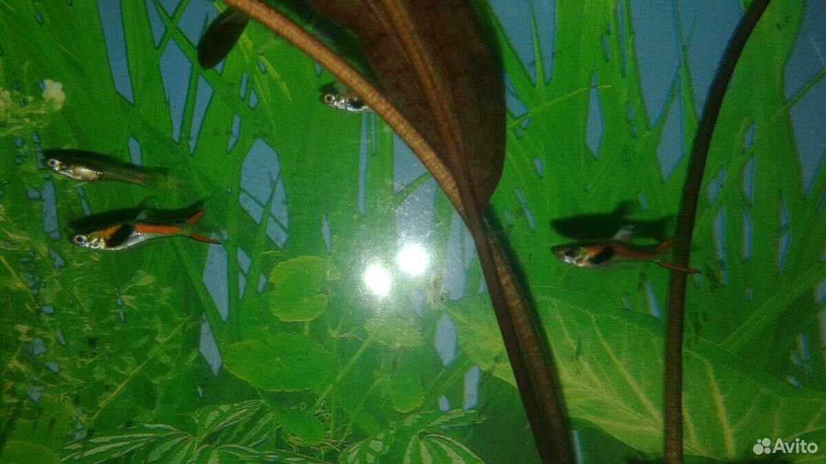 Гуппи Эндлера