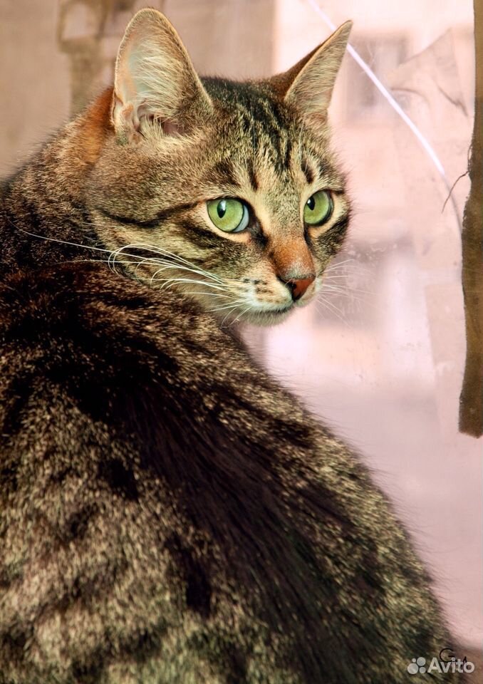 Котик 1 год мягкий животик