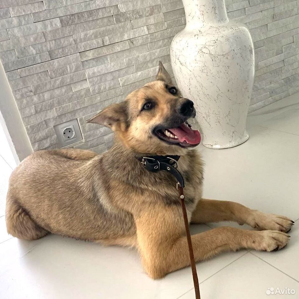 Девочка Лиззи ищет самых любящих родителей