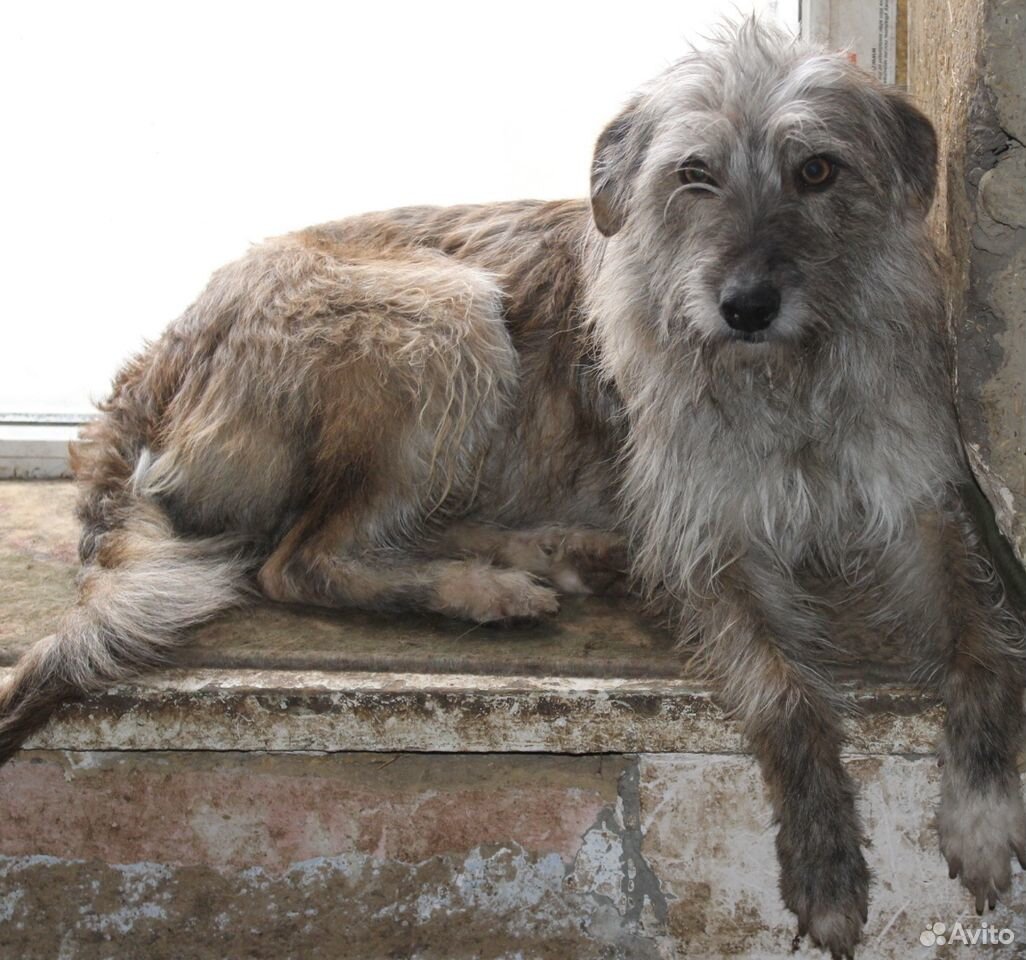 Ищет дом не крупная собака Оливия