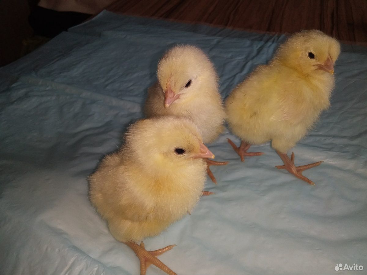 Цыплята породы Леггорн белый