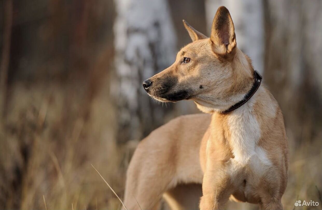 Рыжая красавица Асти в добрые руки