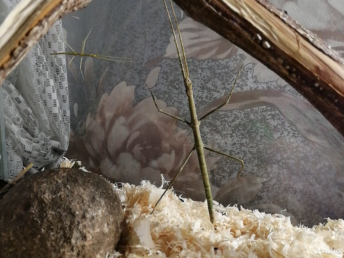 Аннамские палочники