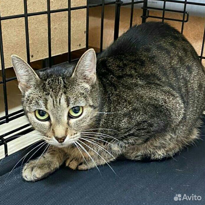 Кошечка Арси -Шпротинка