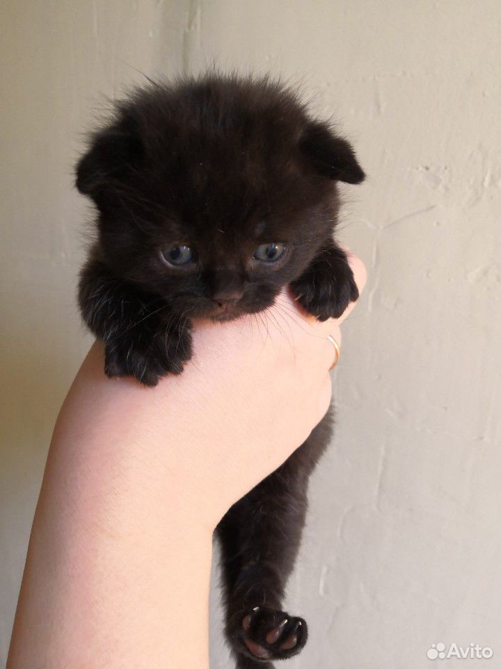 Шотландские котята