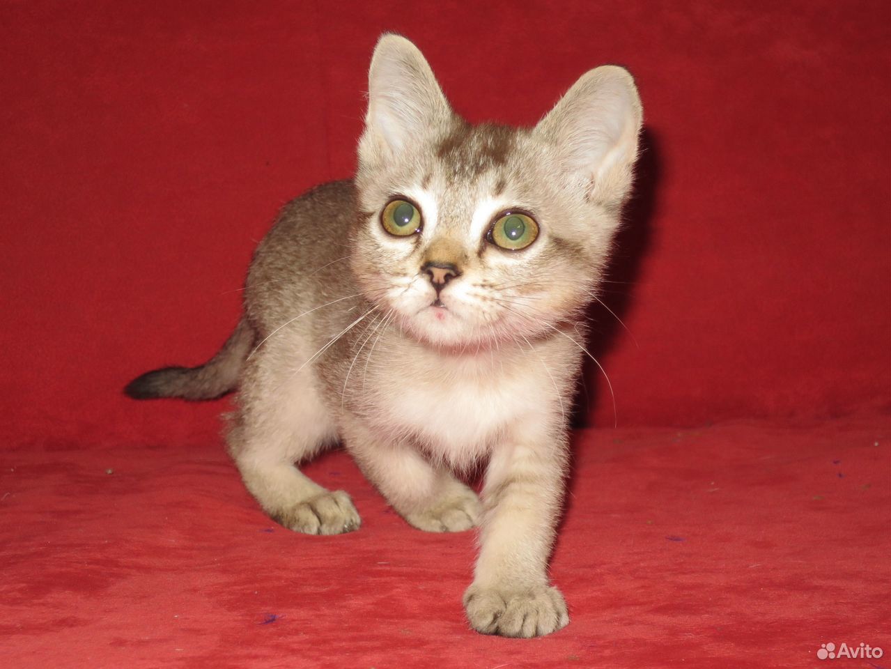 Бурма эксклюзивного окраса (бурмилла)