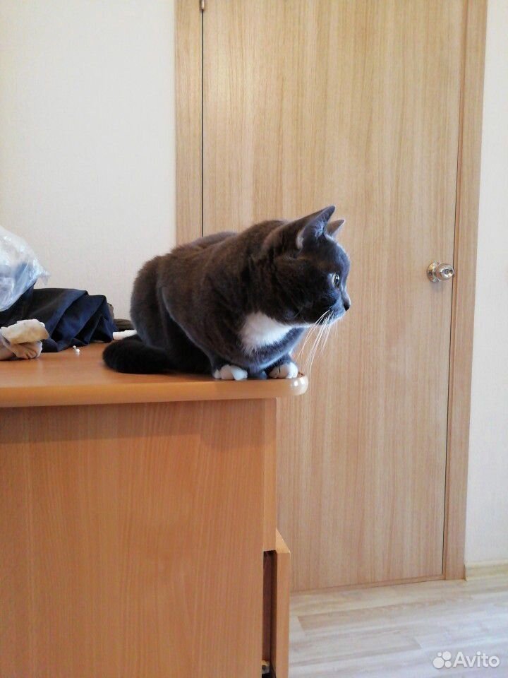 Отдадим кошку в хорошие руки. кошку зовут Бориса