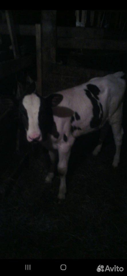 Корова на племя