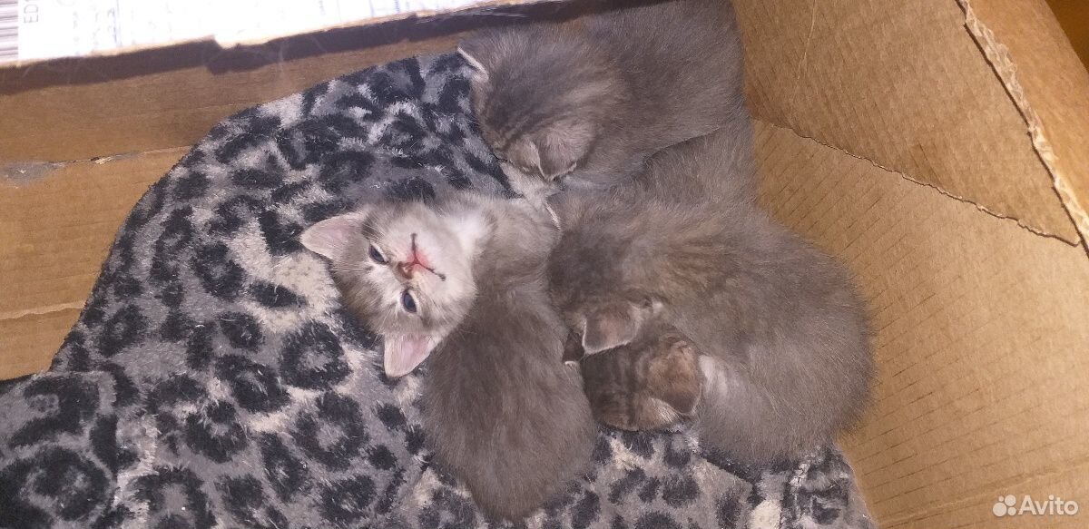 Продам 4-х недельных котят, Британцы