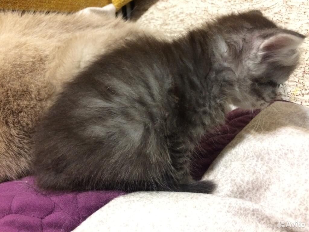 Котенок девочка