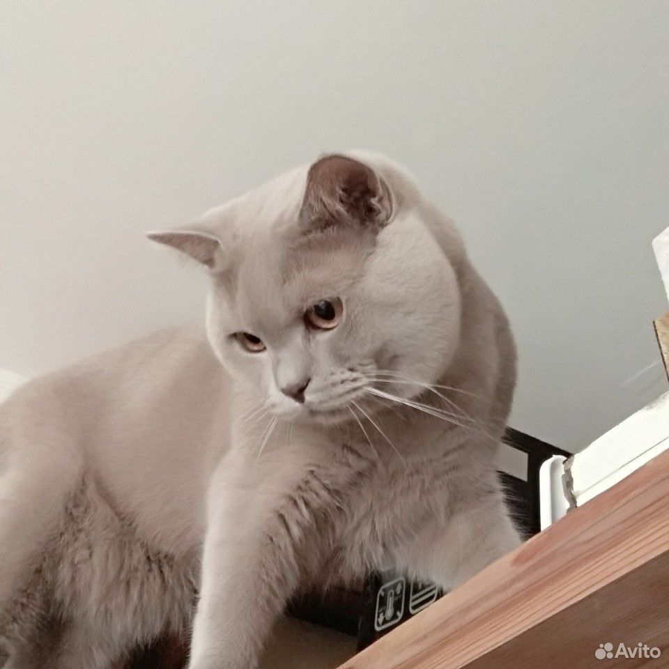 Британская для вязки