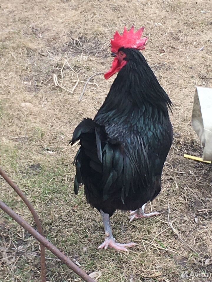 Продам петушков