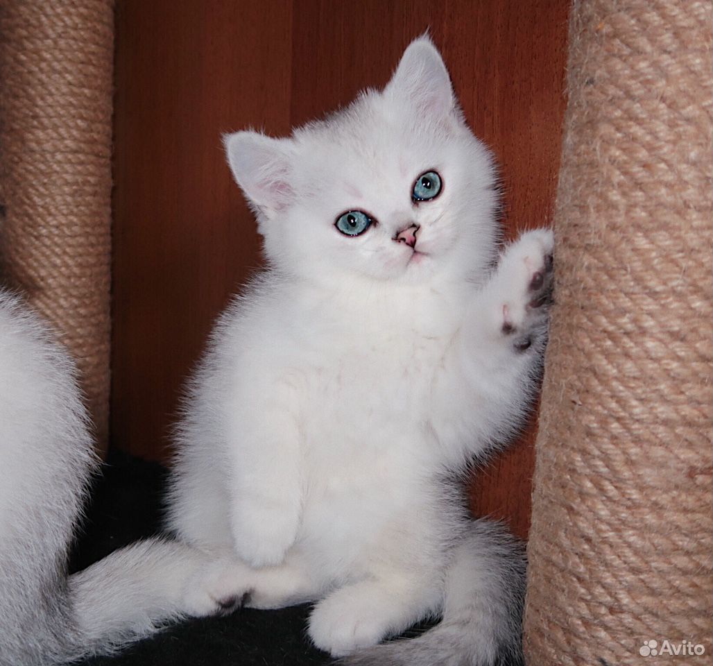 Котята британские