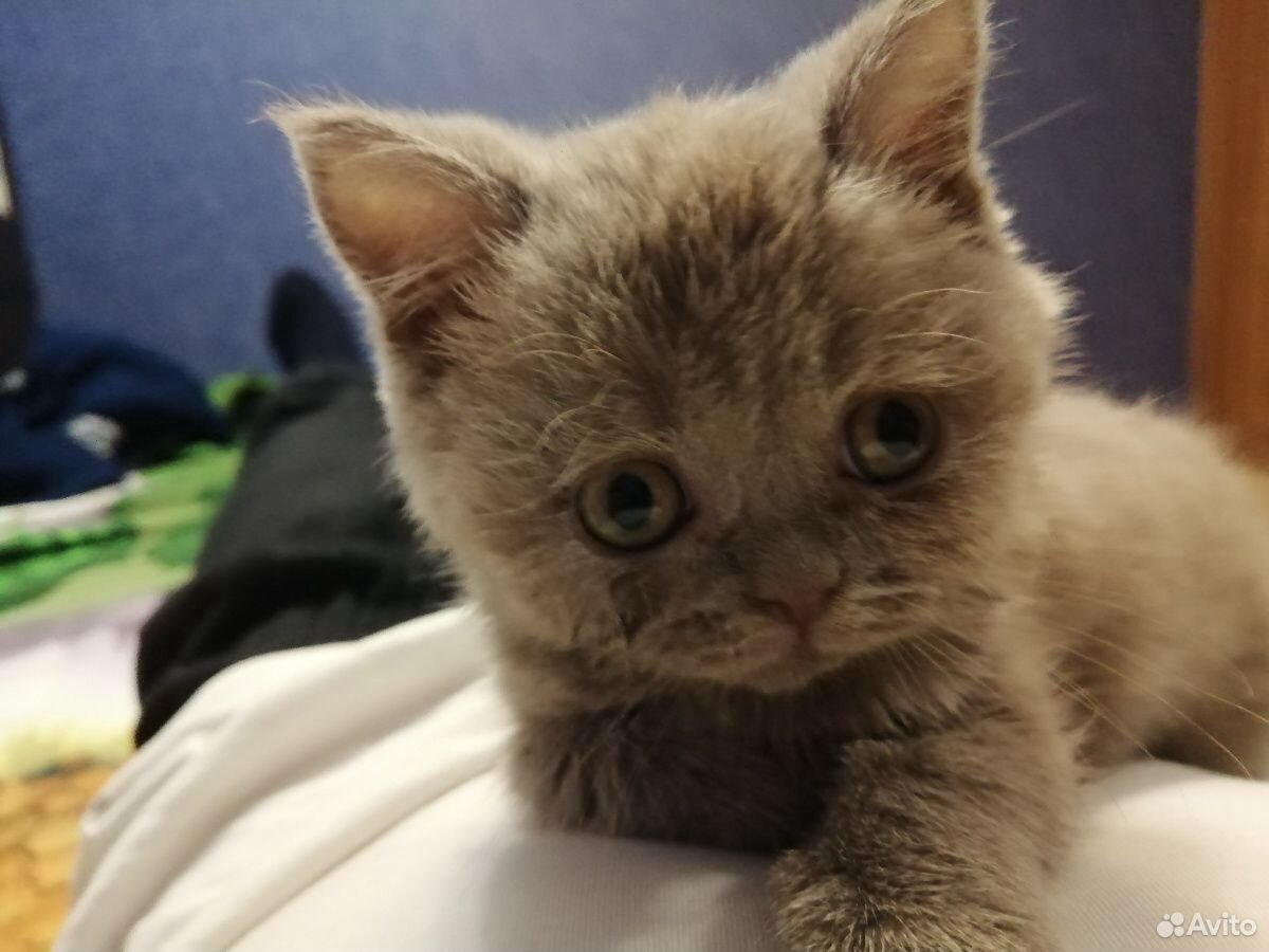 Продам красавицу британку, 3месяца