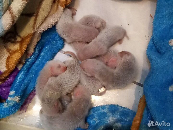 Щенки хорят