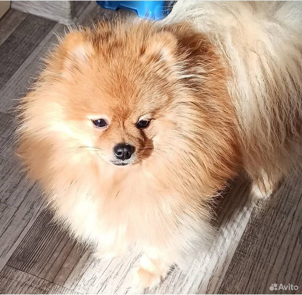 Вязка минишпица