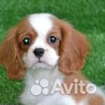 Кавалер кинг чарльз спаниель (королевский спаниель