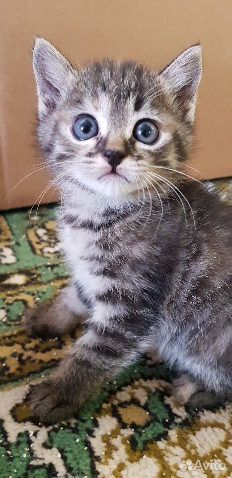 Котенок в добрые руки