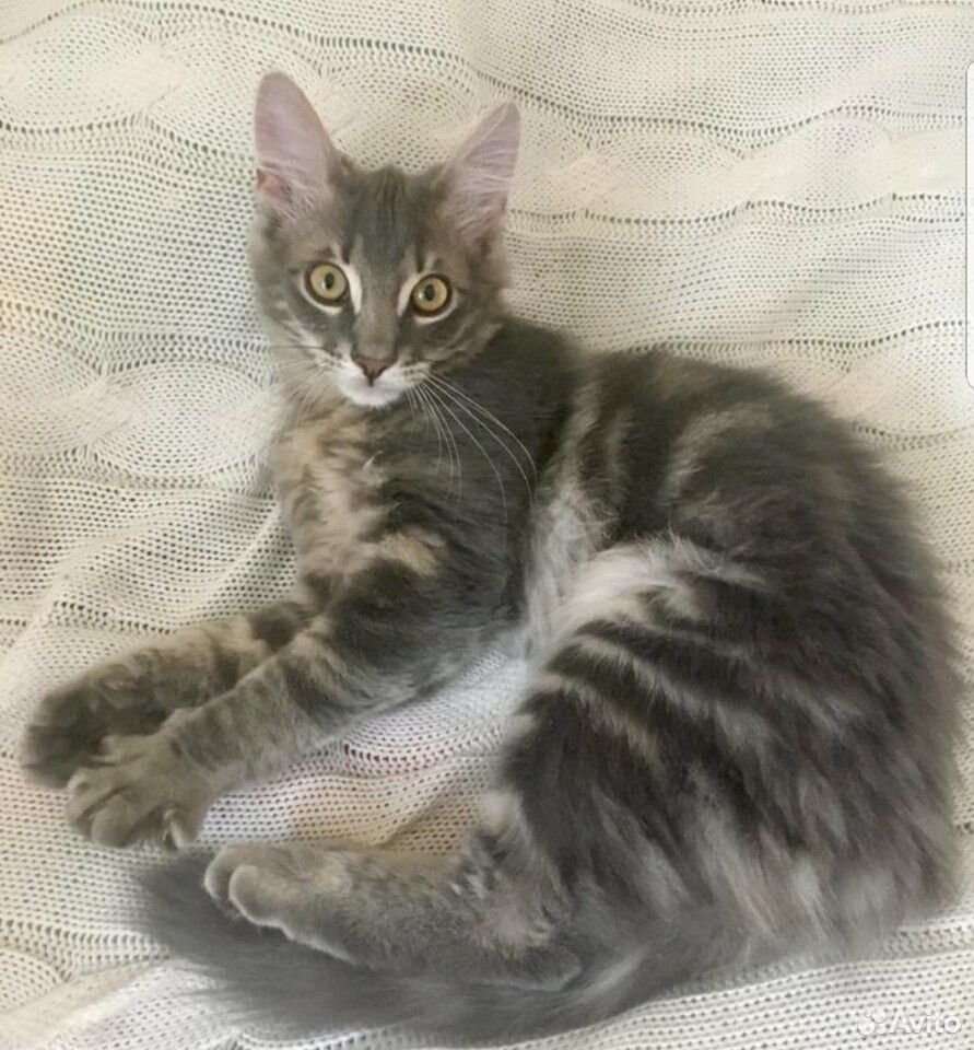 Бумбик, Котенок 8 мес. В дар