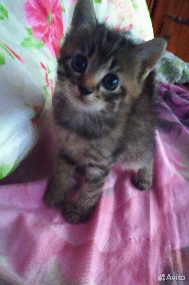 Котята