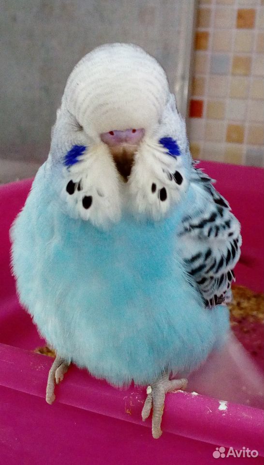 Птенчик, самечик, черноклювик